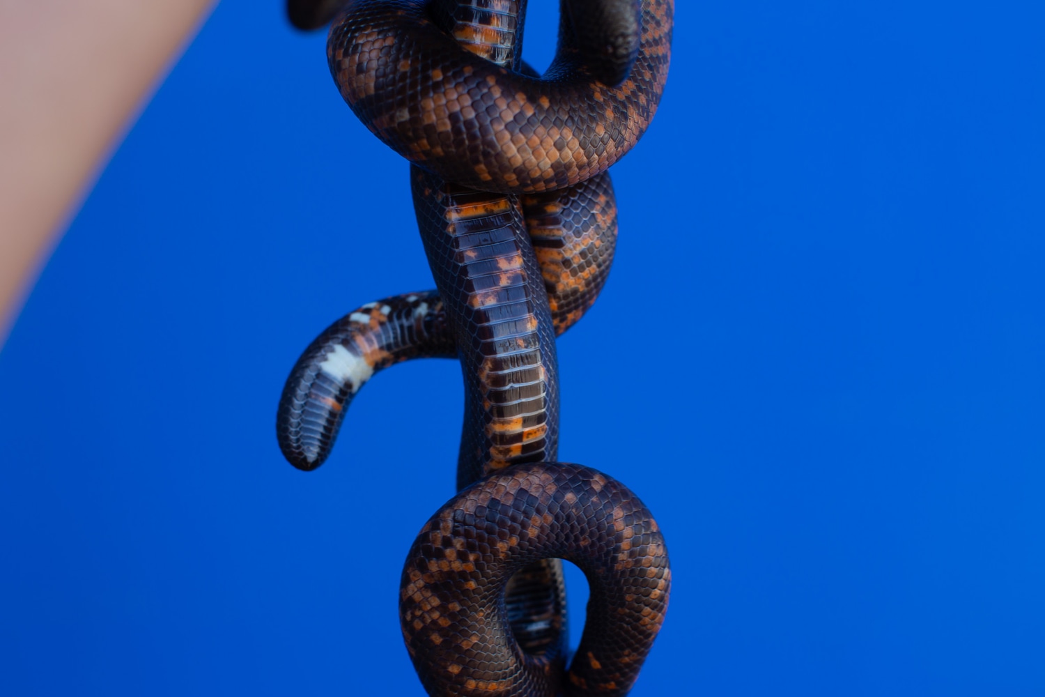 1.1 Calabar Burrowing Pythons Other Python by Rockabirdie Reptiles ...