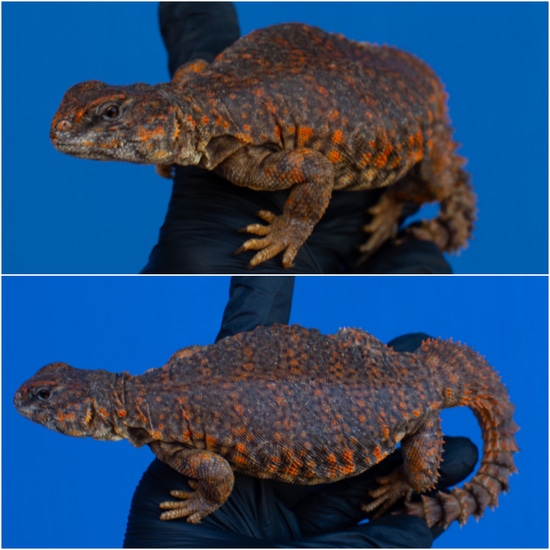 Incredible High Red Female!! Uromastyx by Rockabirdie Reptiles