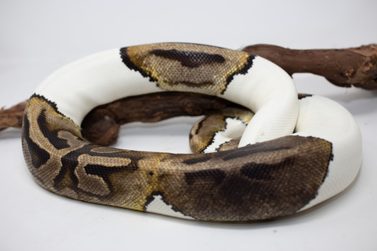 Pied Het Albino Ball Python by Rockabirdie Reptiles
