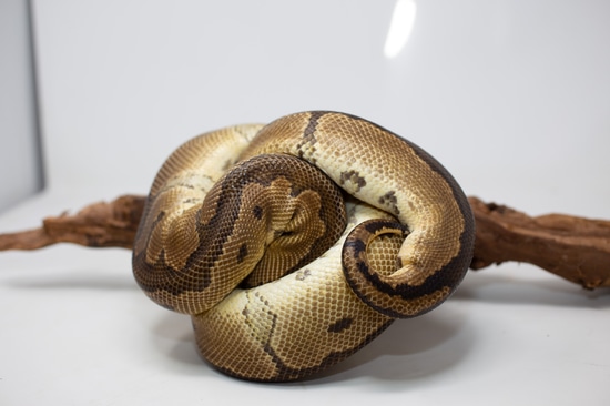 Proven Blade Clown Ball Python by Rockabirdie Reptiles