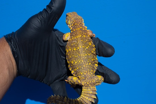 Phenomenal Female Geyri!! Uromastyx by Rockabirdie Reptiles