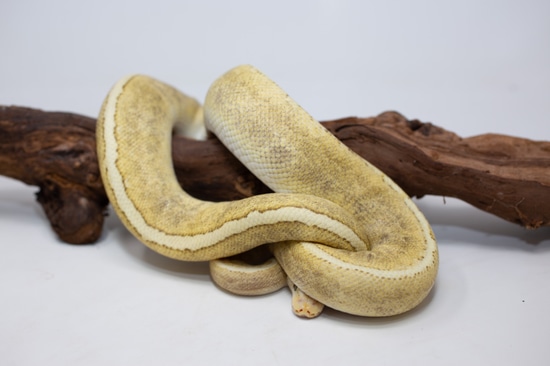 Champagne Super Stripe Het Gravel Ball Python by Rockabirdie Reptiles
