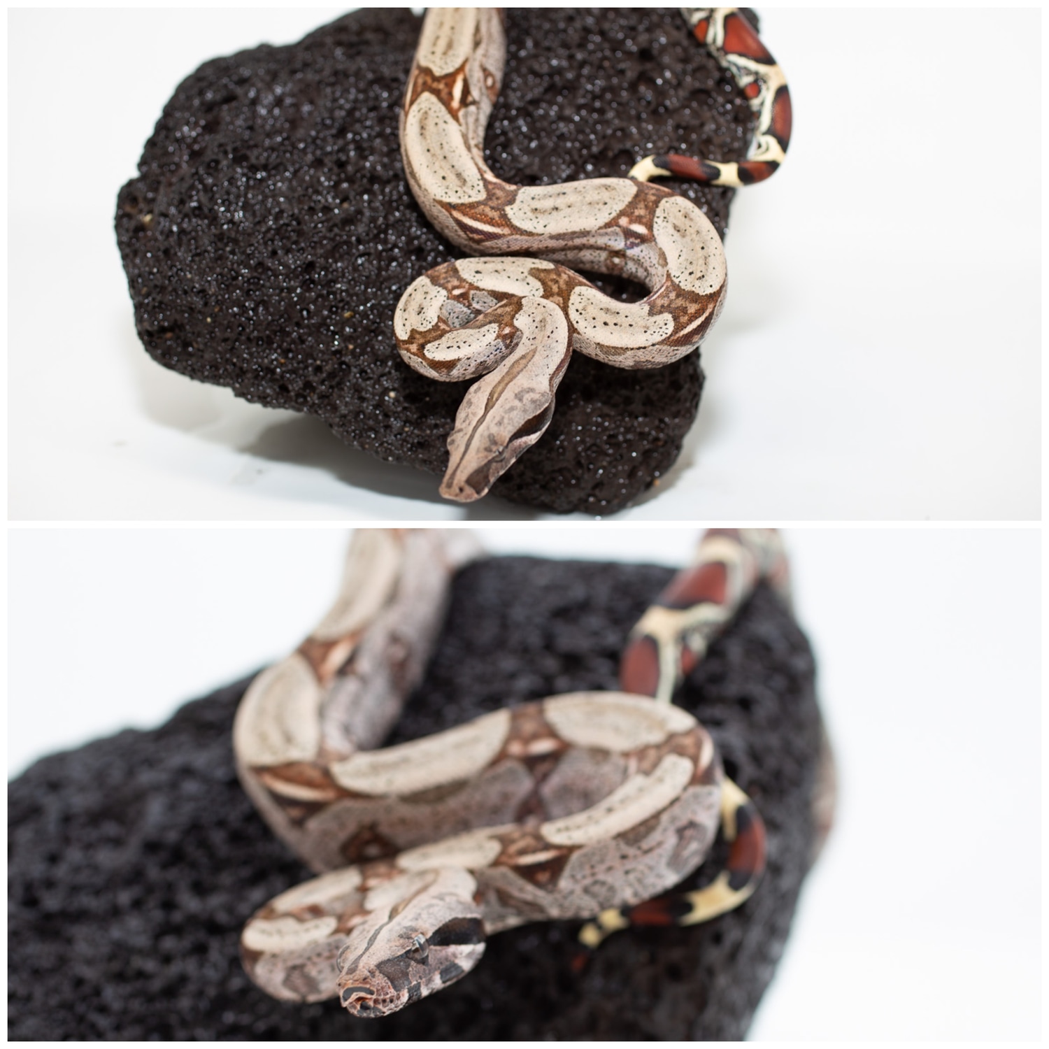 Suriname 2ft True Red-tailed Boa Constrictor by Rockabirdie Reptiles ...