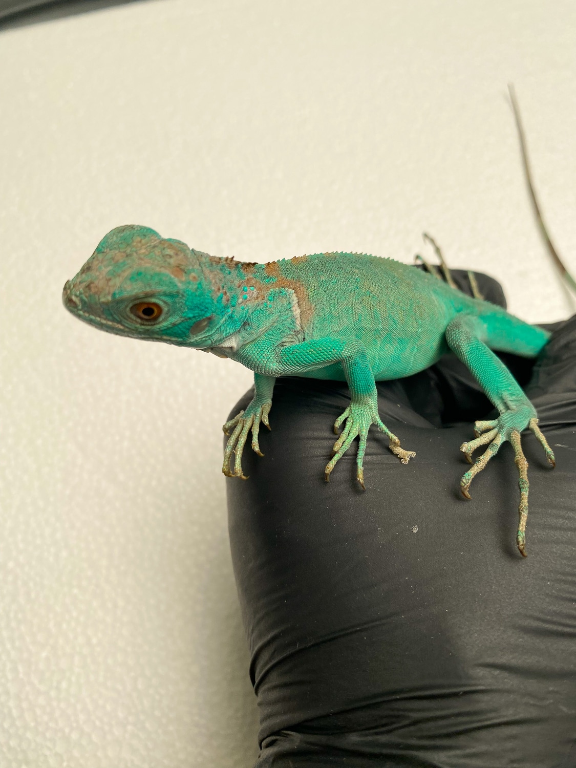 Blue Iguanas Green Iguana by Rockabirdie Reptiles - MorphMarket