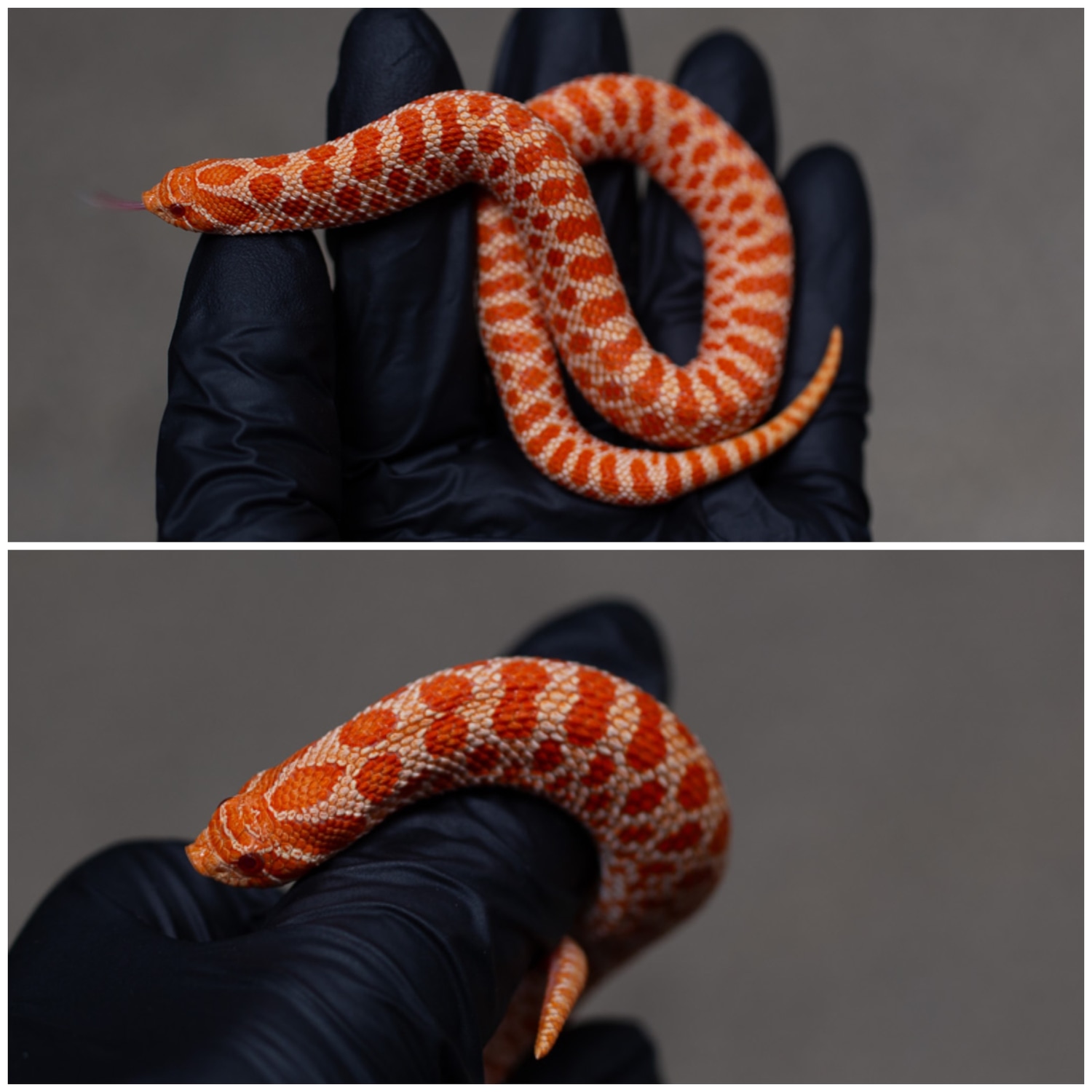 Killer Extreme Red Western Hognose by Rockabirdie Reptiles - MorphMarket