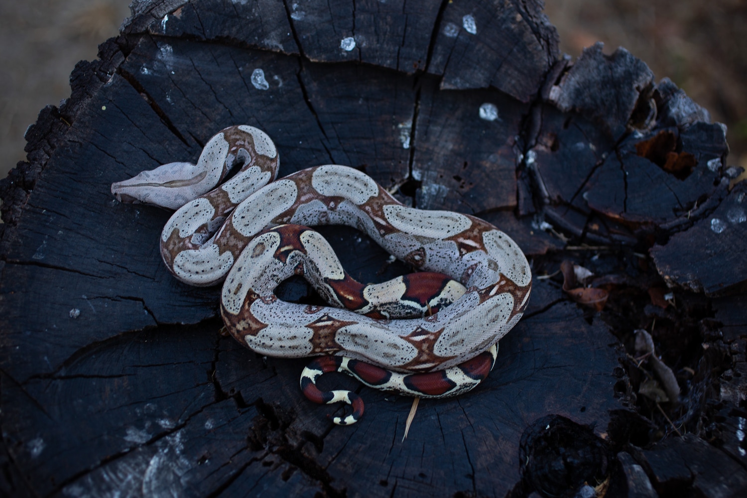 Stunning Red Suriname True Red-tailed Boa Constrictor by Rockabirdie ...