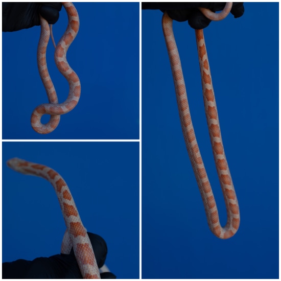 Hypo Rusty Black Eastern Rat Snake by Rockabirdie Reptiles