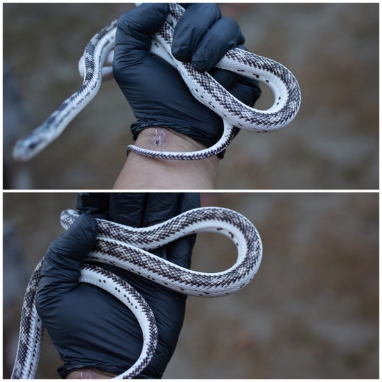 White Sided Black Eastern Rat Snake by Rockabirdie Reptiles