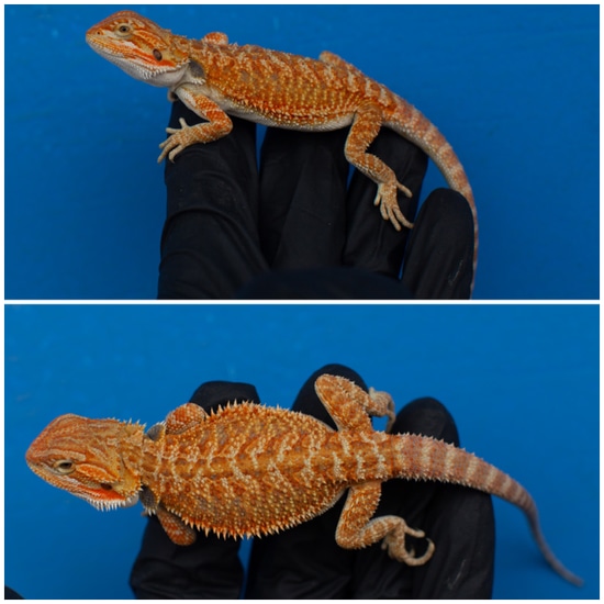 Red Hypo Het Trans Het Witblits Central Bearded Dragon by Rockabirdie ...