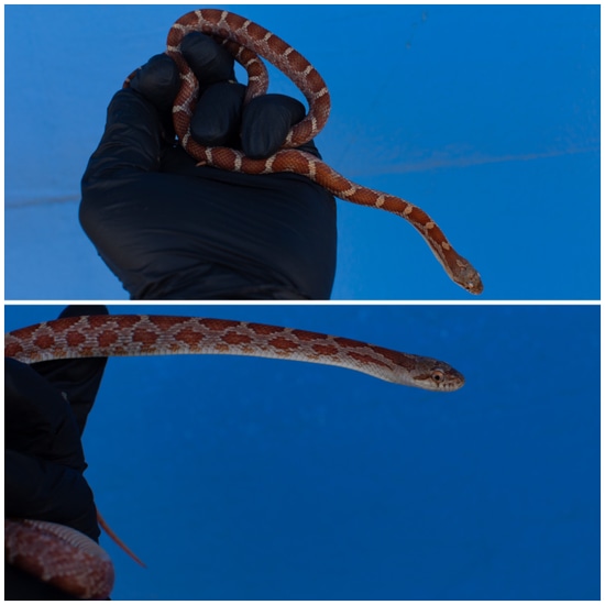 Hypo Rusty Black Eastern Rat Snake by Rockabirdie Reptiles