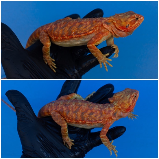 Red Hypo Trans Leatherback Central Bearded Dragon by Rockabirdie Reptiles