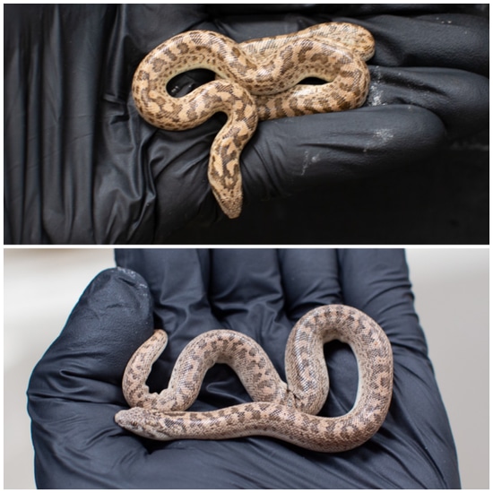 1.1 Tartar Sand Boas by Rockabirdie Reptiles