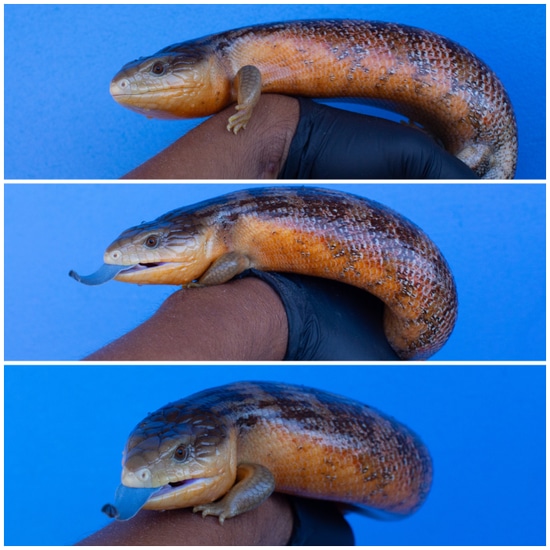 1.1 Probable Pair Tanimbar BTS Tanimbar Blue-Tongued Skink by ...