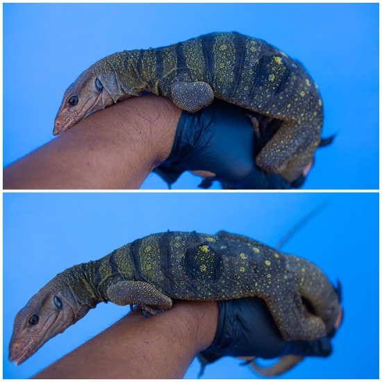 Spiny Necked Monitor Other Monitor by Rockabirdie Reptiles