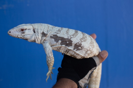 Pure Blue Albino Argentine Tegus by Rockabirdie Reptiles