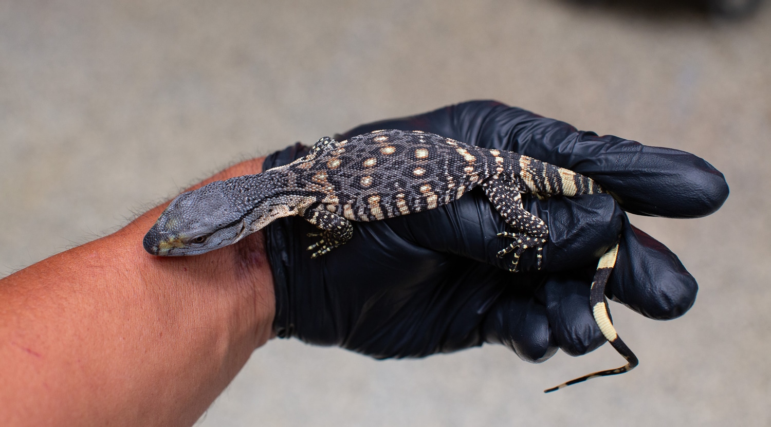 Black Throats Black-Throated Monitor by Rockabirdie Reptiles - MorphMarket