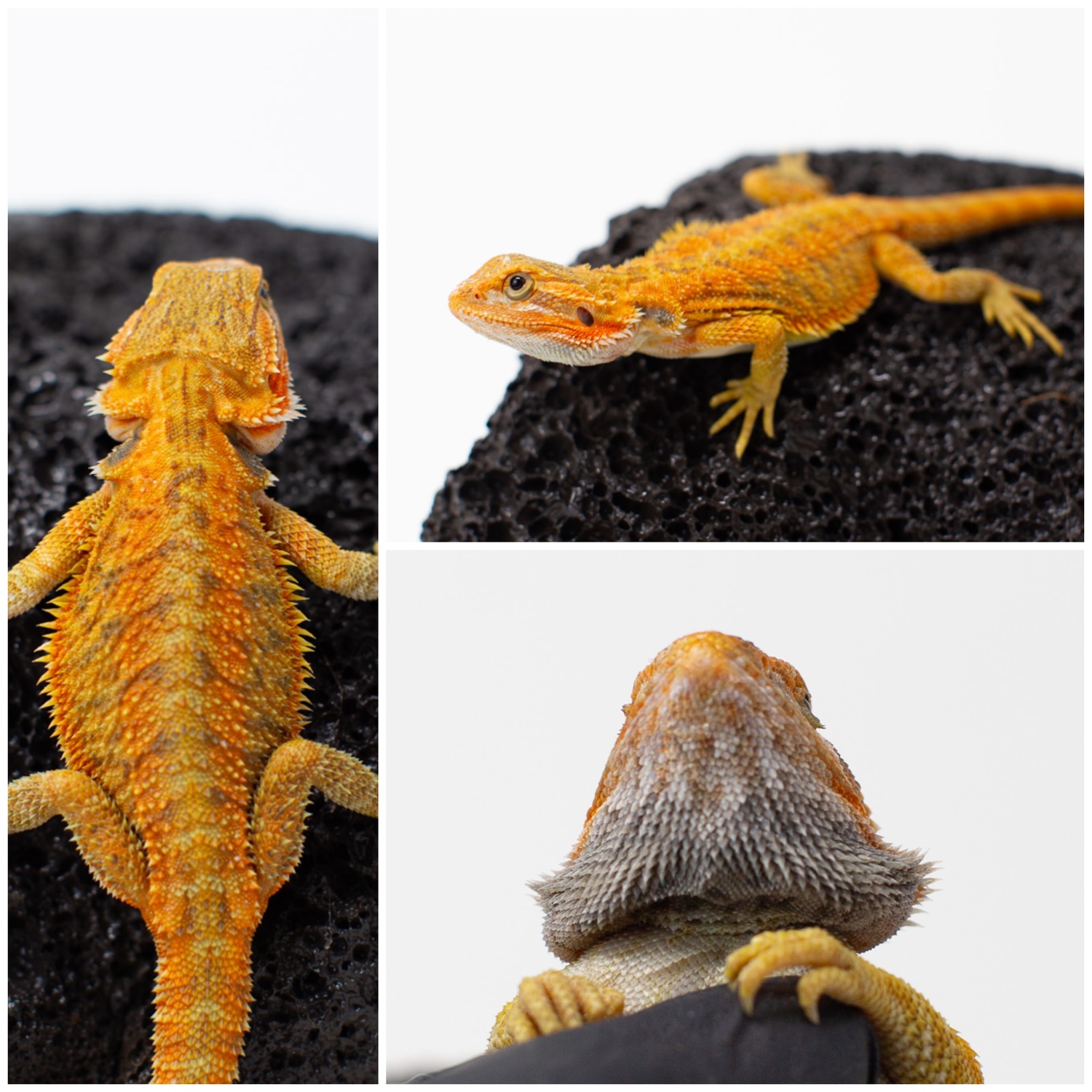 Red Hypo Trans (Pied)? Central Bearded Dragon by Rockabirdie Reptiles ...