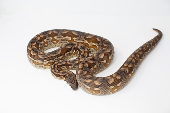 Stunning Dumerils Dumeril's Boa by Rockabirdie Reptiles