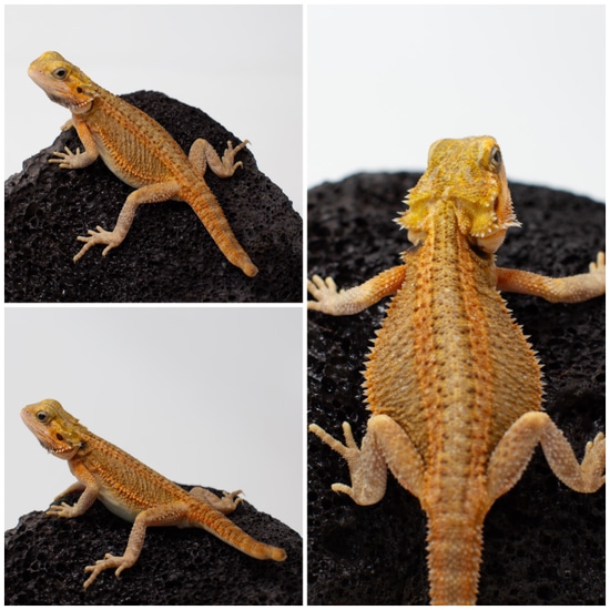 Red Hypo Trans Genetic Stripe Central Bearded Dragon by Rockabirdie ...