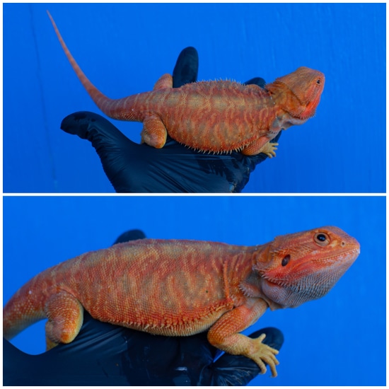 Red Hypo Trans Stripe Het Witblits Central Bearded Dragon by ...