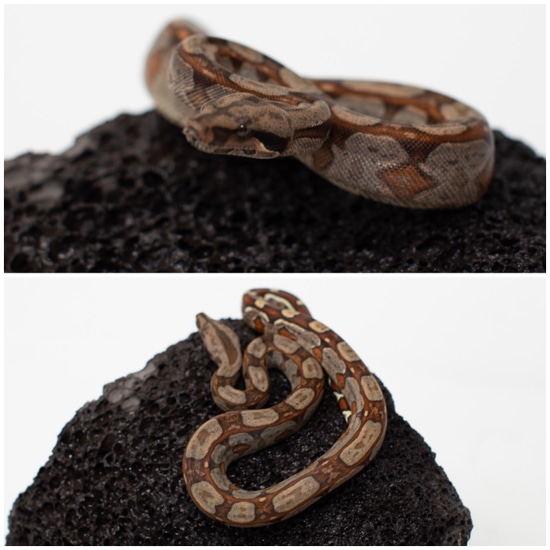 Roswell Ladder Tail Het Kahl Boa Constrictor by Rockabirdie Reptiles