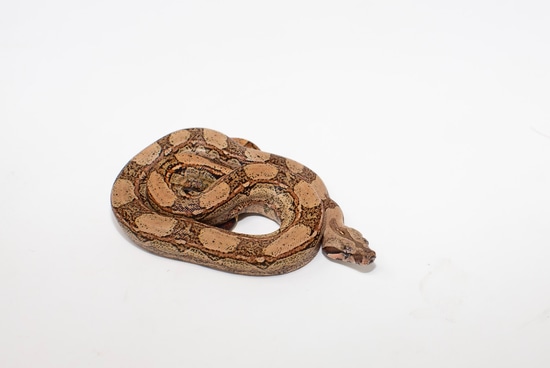 Arabesque Boa Het Kahl Albino Boa Constrictor by Rockabirdie Reptiles