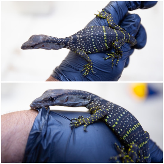 Banded Baby Black Roughneck Black Roughneck Monitor by Rockabirdie Reptiles