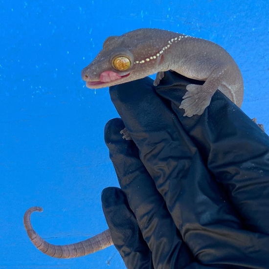 White Lined AKA Skunk Geckos More Gecko by Rockabirdie Reptiles
