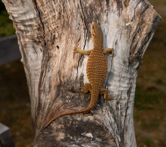 Banded Bosc Monitor!! Savannah Monitor by Rockabirdie Reptiles