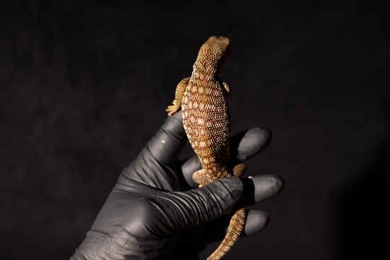 Banded Red Ring Bosc Monitor Savannah Monitor by Rockabirdie Reptiles
