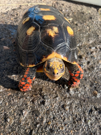 10in Venezuelan Red Foot Red-Footed Tortoise by Rockabirdie Reptiles