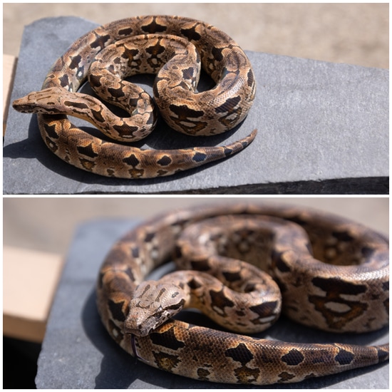 Killer Female!! Dumeril's Boa by Rockabirdie Reptiles