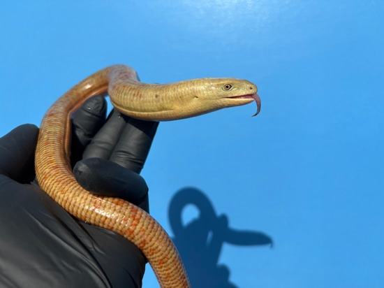 Stunning Red Phase Giant! Legless Lizard by Rockabirdie Reptiles