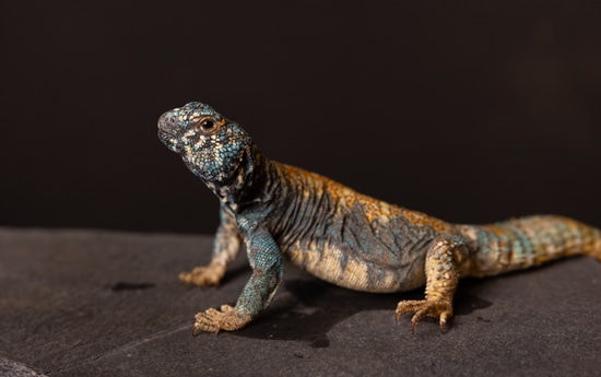 Blue Saudi Arabian Ornate Uromastyx by Rockabirdie Reptiles