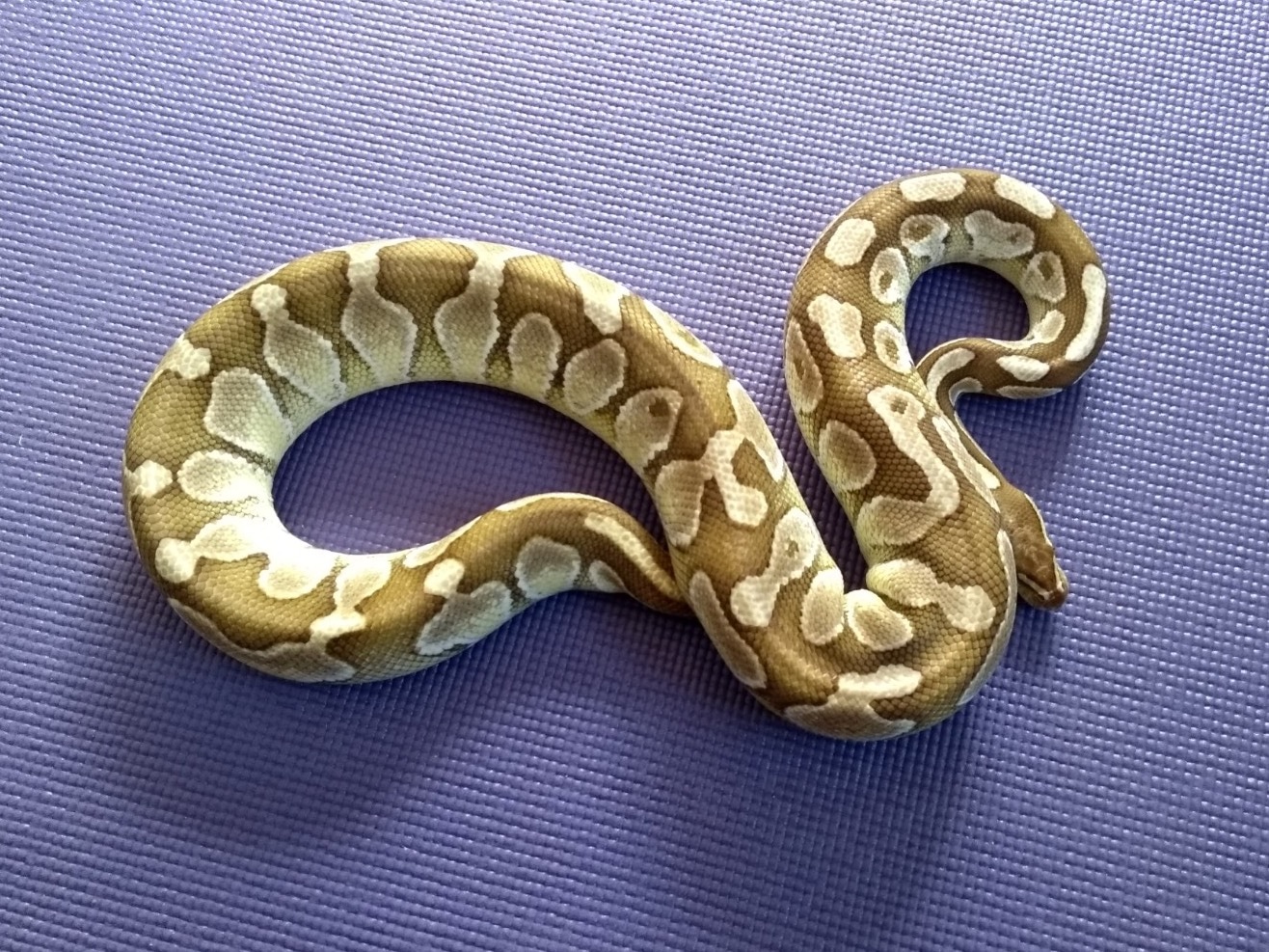 Lesser Het. Orange Ghost Ball Python by Rockin Balls - MorphMarket