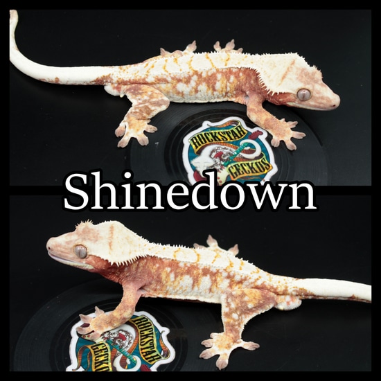 Gorgeous Drippy Red Crested Gecko by Rockstar Geckos