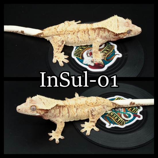 High Quality Extreme Crested Gecko by Rockstar Geckos