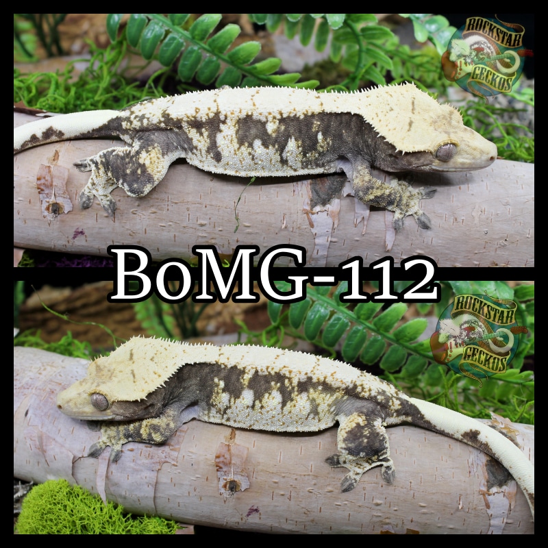 Extreme Harley Crested Gecko by Rockstar Geckos - MorphMarket