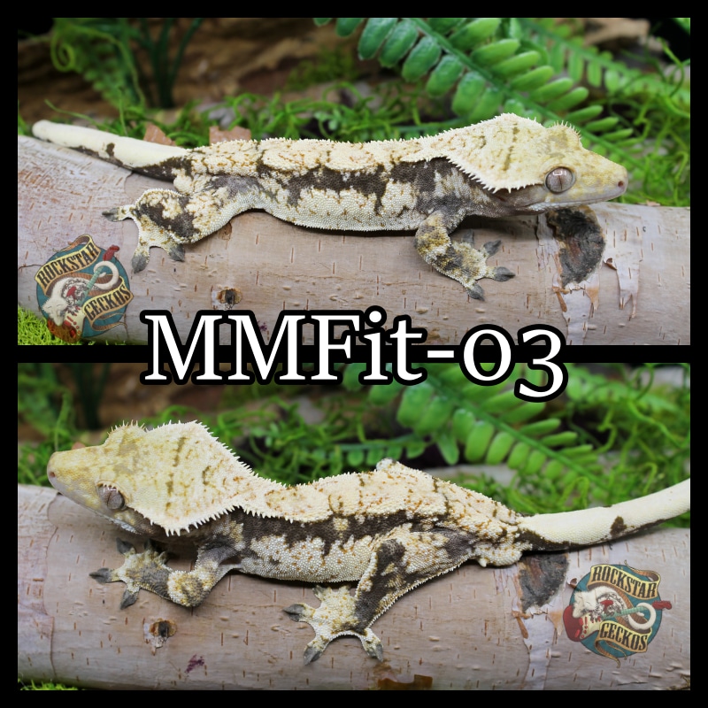 High Contrast Crested Gecko by Rockstar Geckos - MorphMarket