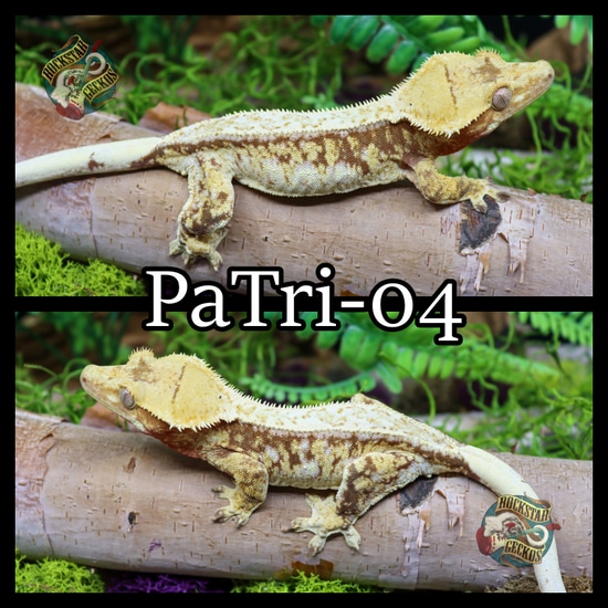 Drippy Red Extreme Crested Gecko by Rockstar Geckos