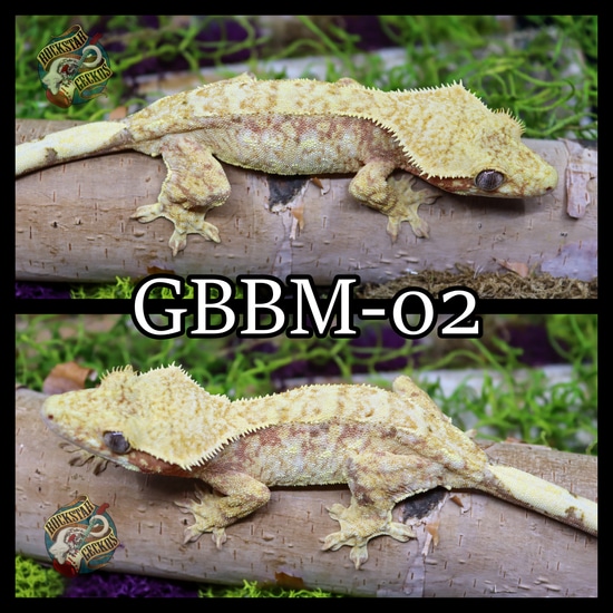 Stunning Pink Extreme Crested Gecko by Rockstar Geckos