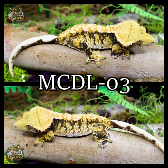 Perfect Structure Crested Gecko by Rockstar Geckos