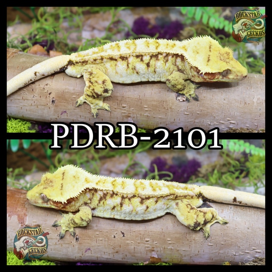 Unique High Expression Extreme White Spot Crested Gecko by Rockstar Geckos