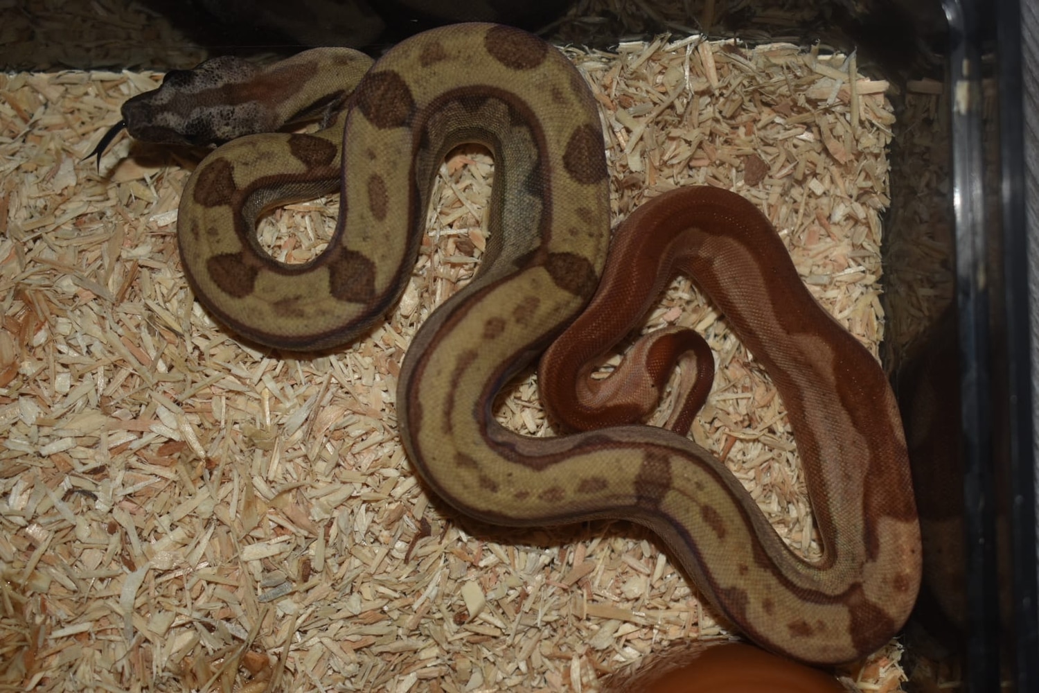 Hypo Motley Jungle 100% Het Albino Boa Constrictor by Imperiale Roberta ...