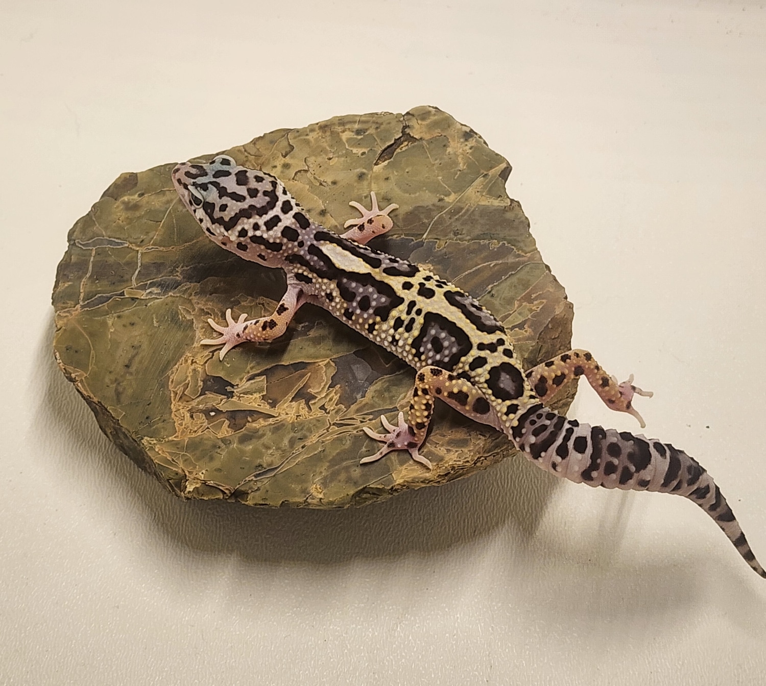 Mack Snow Leopard Gecko by Rocky Mountain Reptiles - MorphMarket