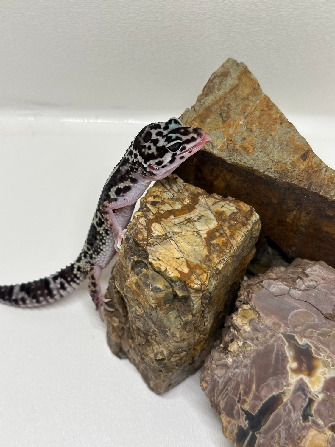 MACK Snow Leopard Gecko by Rocky Mountain Reptiles - MorphMarket
