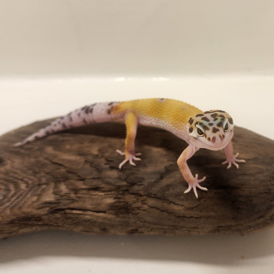 Hypo Mack Snow Pos Tangerine Leopard Gecko by Sushi Roll Reptiles