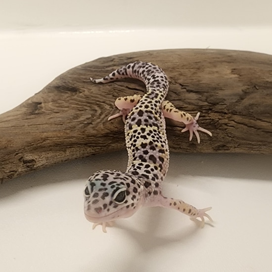 Mack Snow Leopard Gecko by Sushi Roll Reptiles