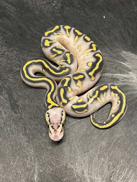 Pastel Super Gravel 50% Het Clown Ball Python by Interstate Reptiles ...