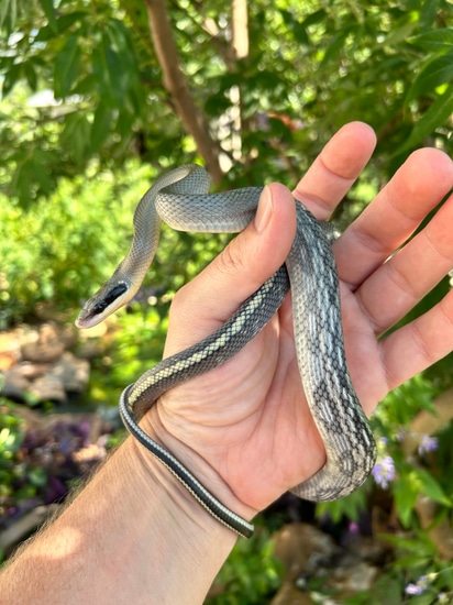 Blue Beauty Beauty Rat Snake by Reptile Shepherd